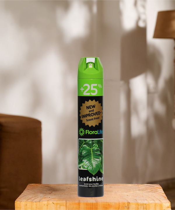 Leaf Shiner – plantswalay