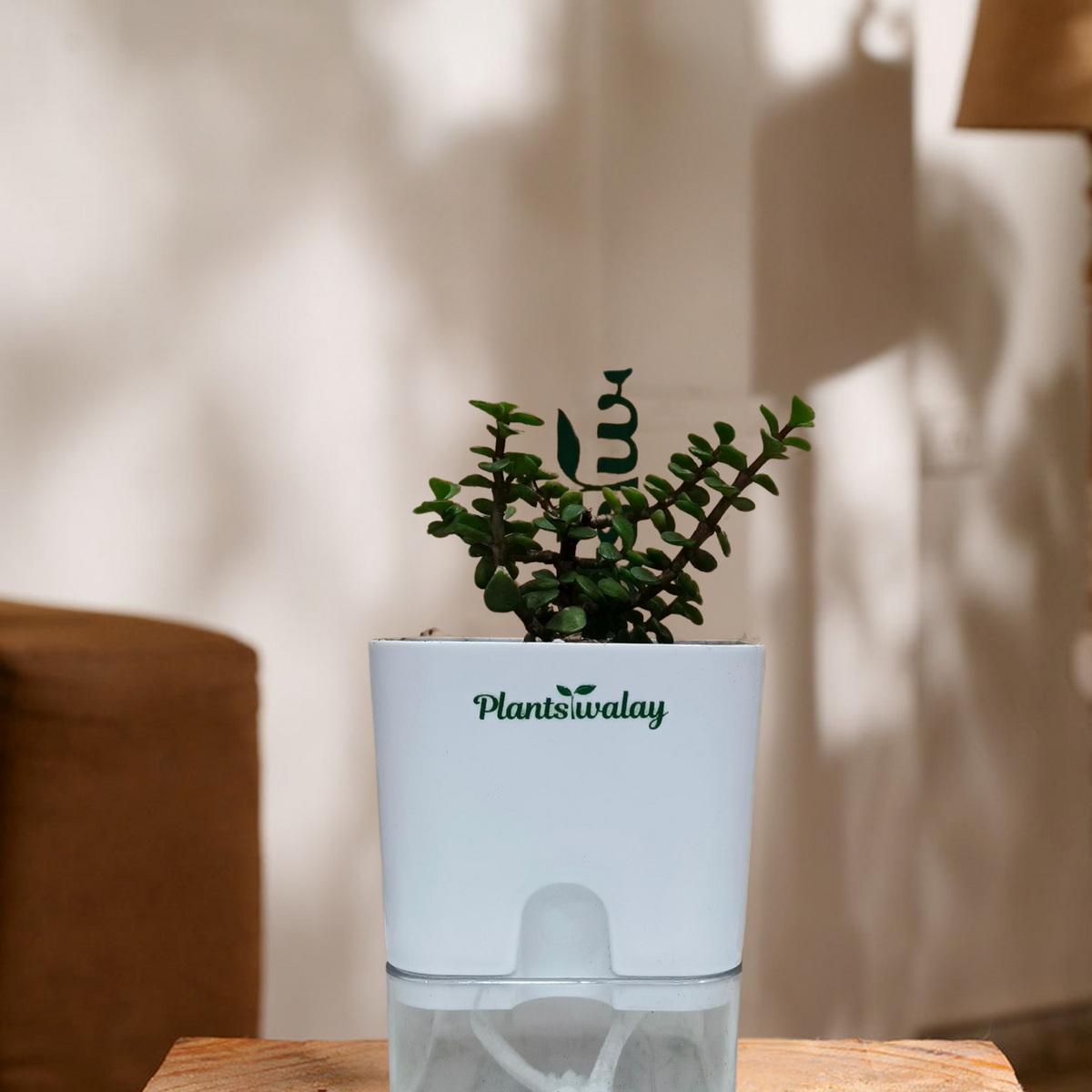 Deal of 3 - Jade Plant, Dwarf Snake ,Dracena Red Shower - with self wa ...